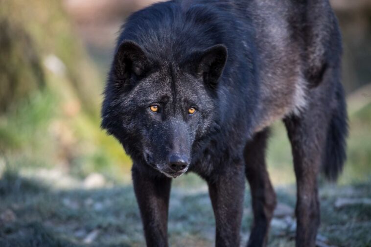 10 beeindruckende Wolfsarten (Fakten, Fotos & mehr) – Pfotenwiki