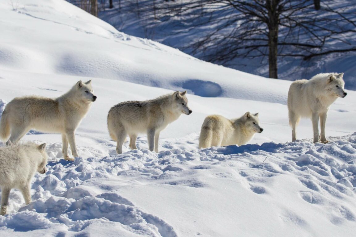 10 beeindruckende Wolfsarten (Alle Fakten, Fotos & mehr)