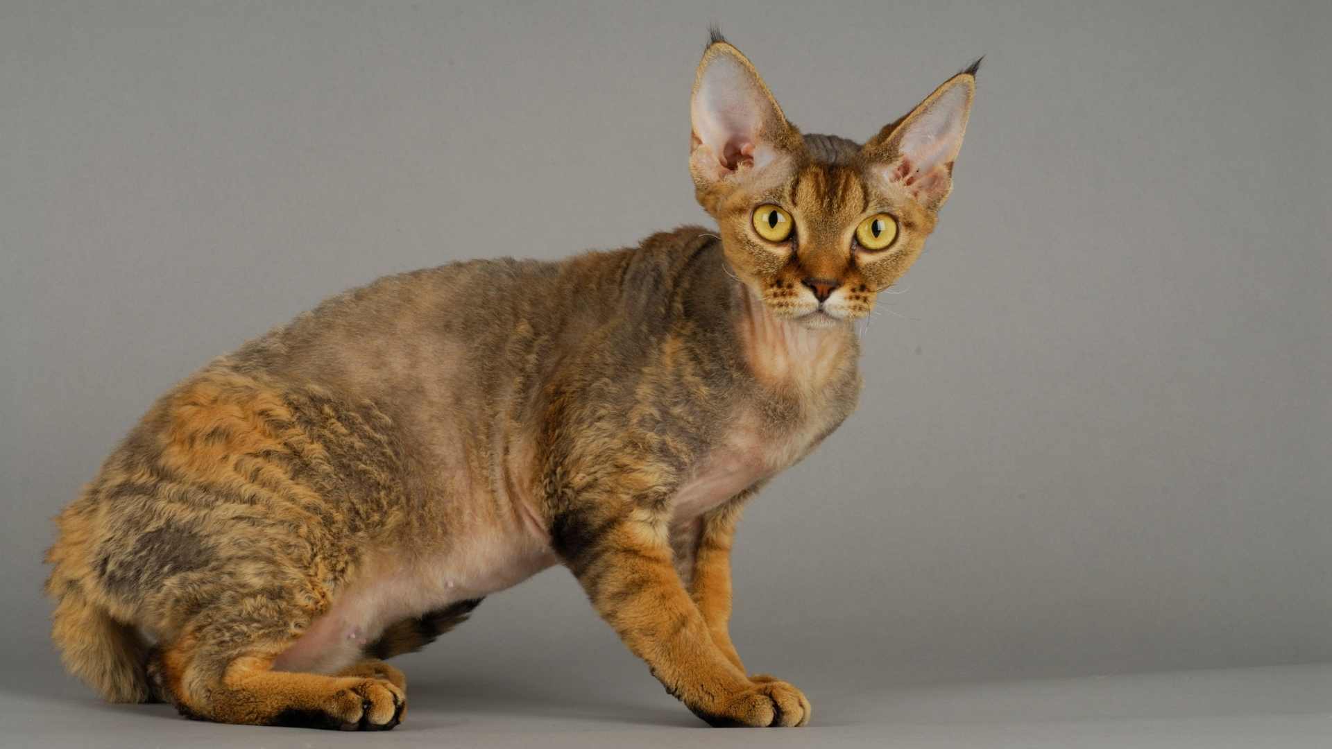 Kleine Katzenrassen - Die Top 7 der kleinsten Katzenrassen der Welt