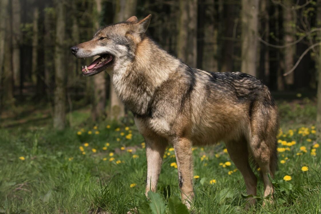 10 beeindruckende Wolfsarten (Alle Fakten, Fotos & mehr)