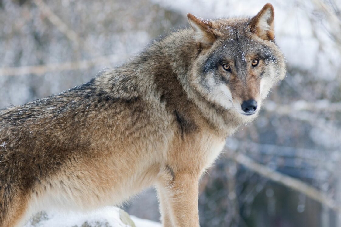 10 beeindruckende Wolfsarten (Alle Fakten, Fotos & mehr)