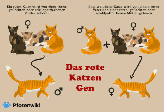 Rote Katzen - Rassen, Fakten & Besonderheiten - Das musst du wissen!