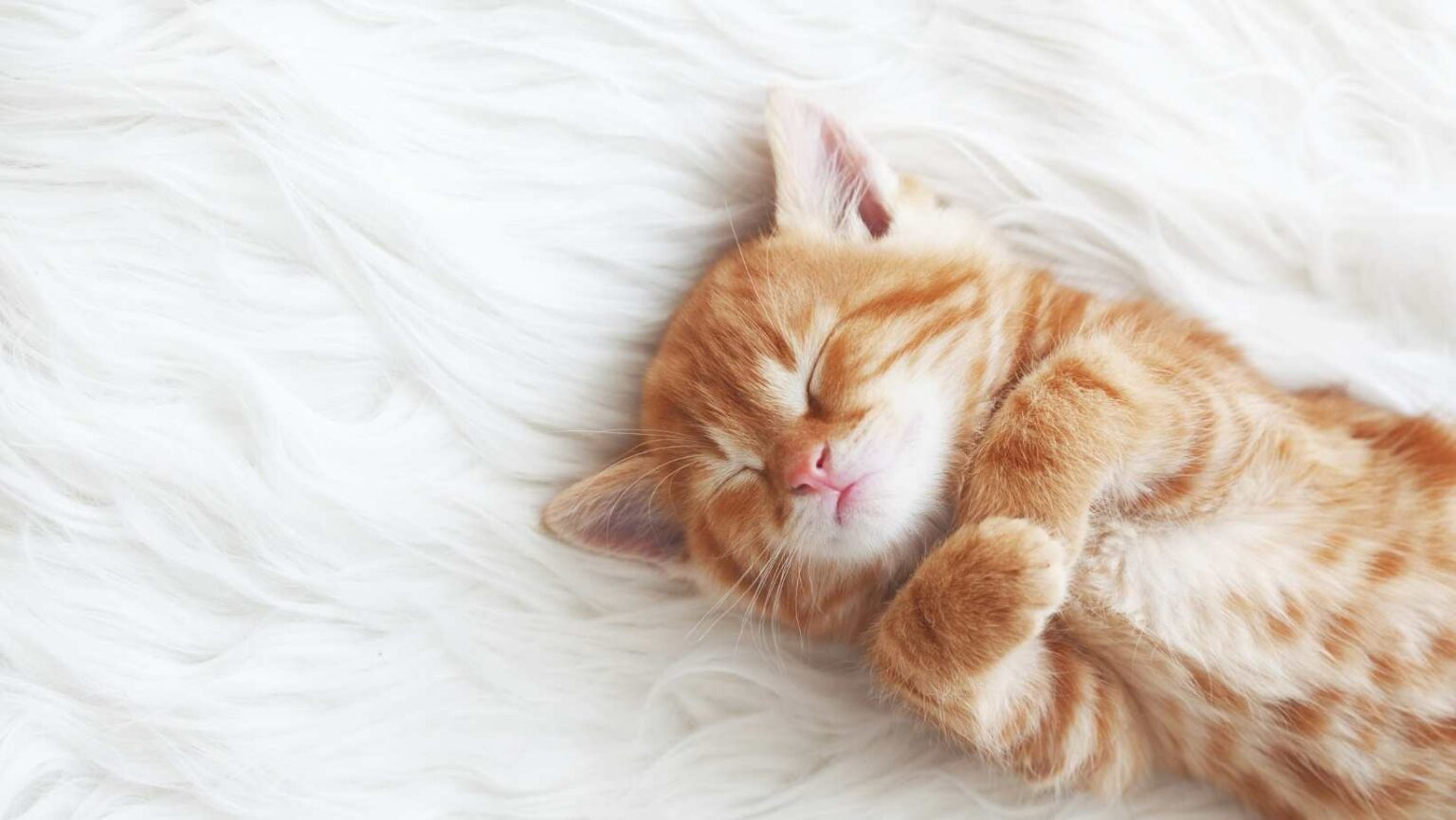 Rote Katzen - Rassen, Fakten & Besonderheiten - Das musst du wissen