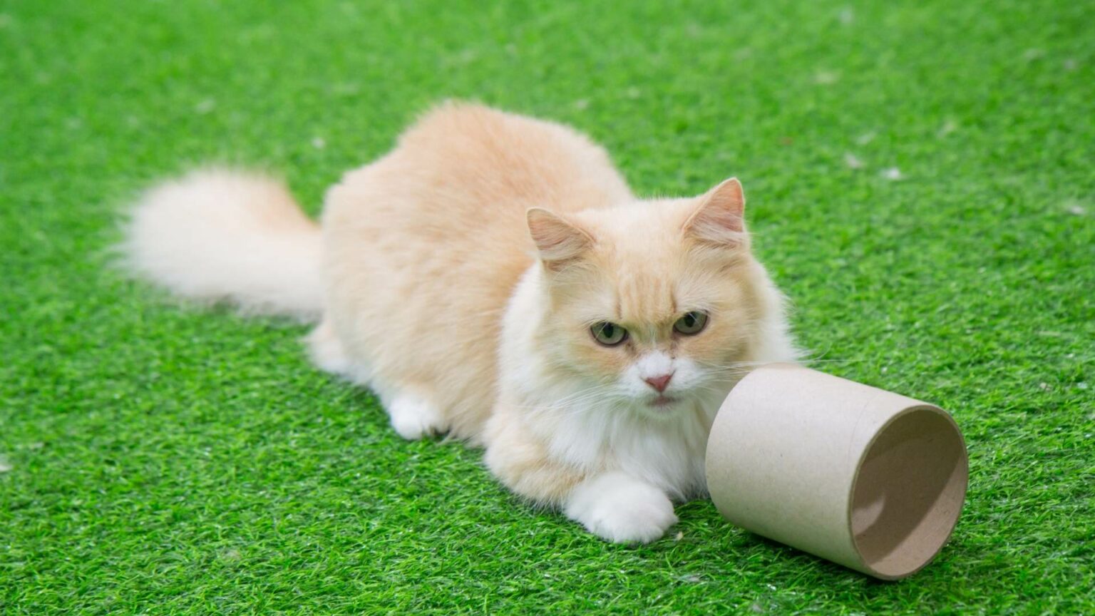 Zwergkatzen: Alles, was du über Zwergwuchs bei Katzen wissen musst