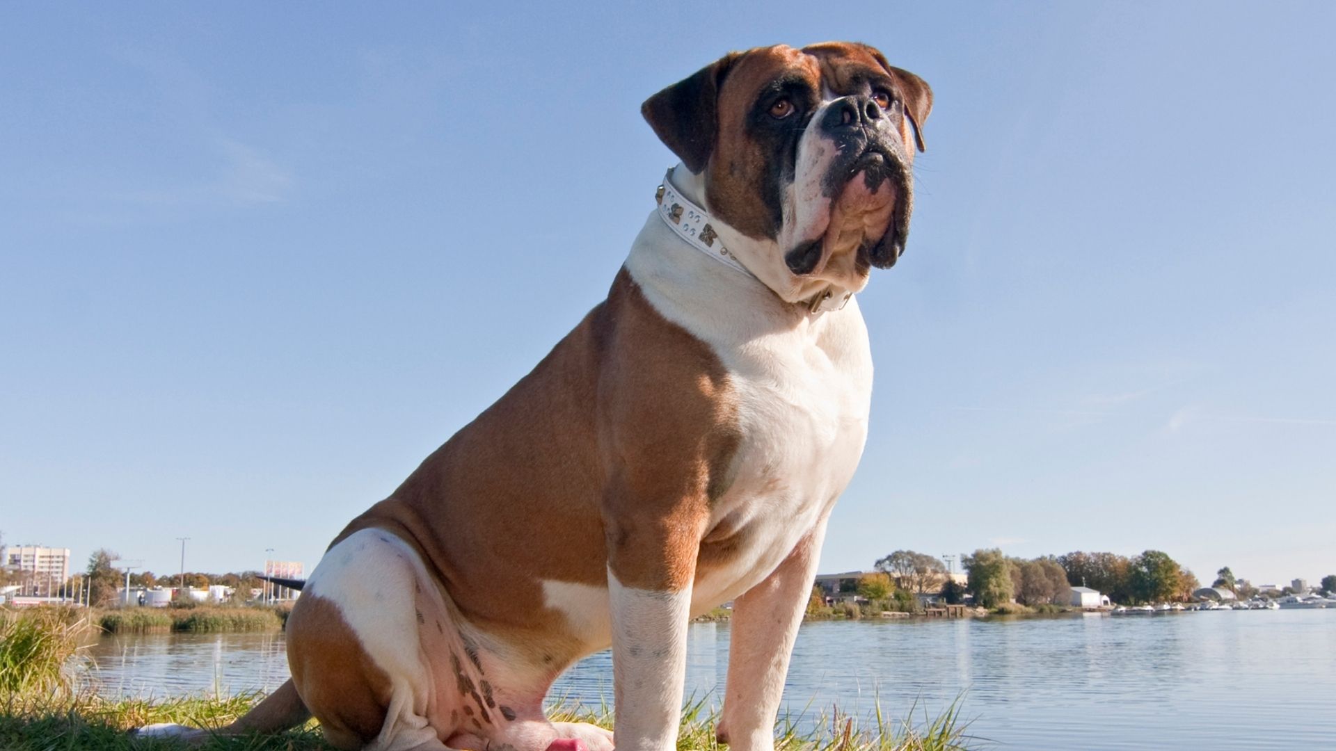 Bulldoggen Arten - Die Top 9 der beliebtesten Bulldoggen – [mit Bildern]