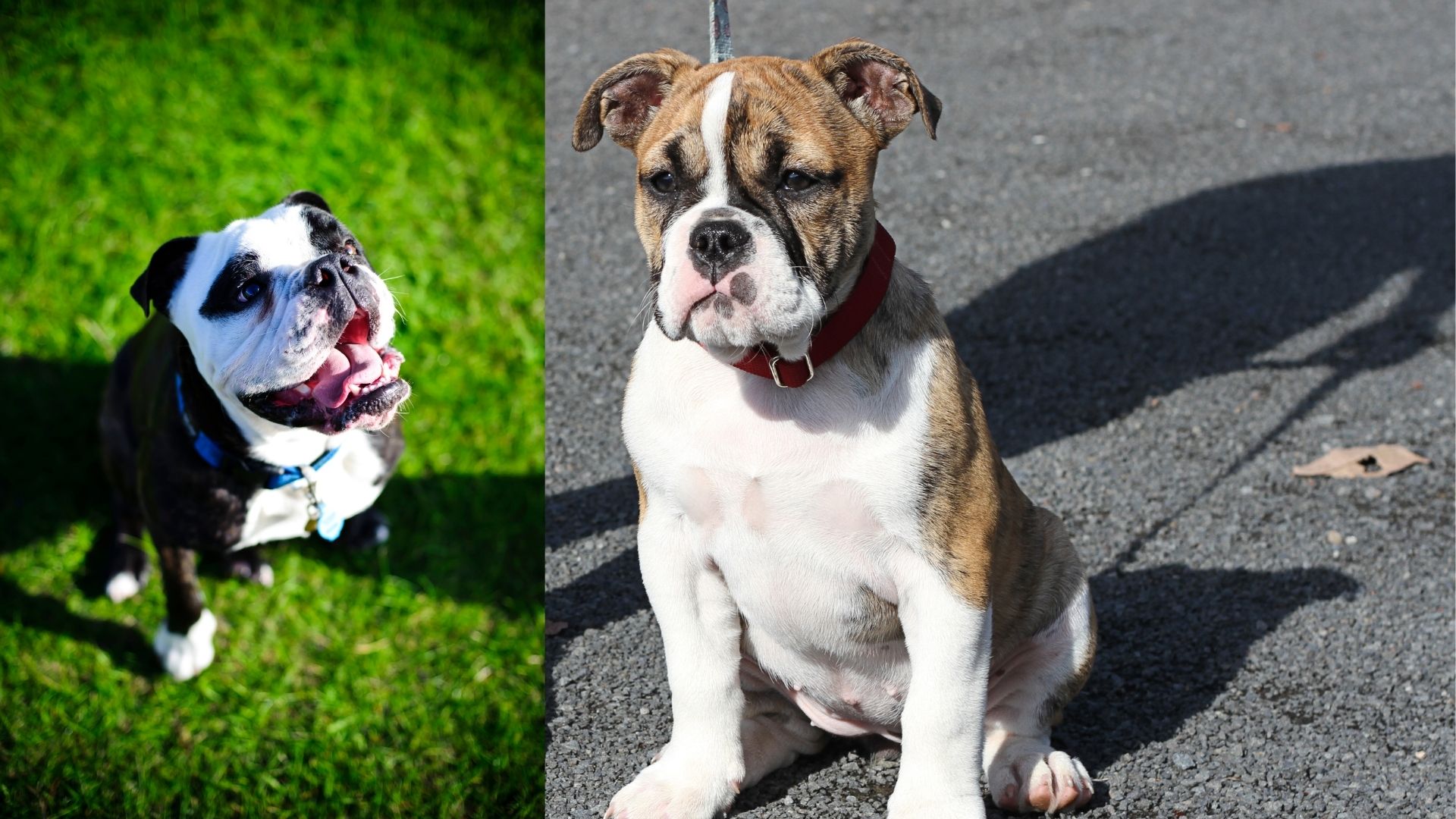 Bulldoggen Arten - Die Top 9 der beliebtesten Bulldoggen – [mit Bildern]