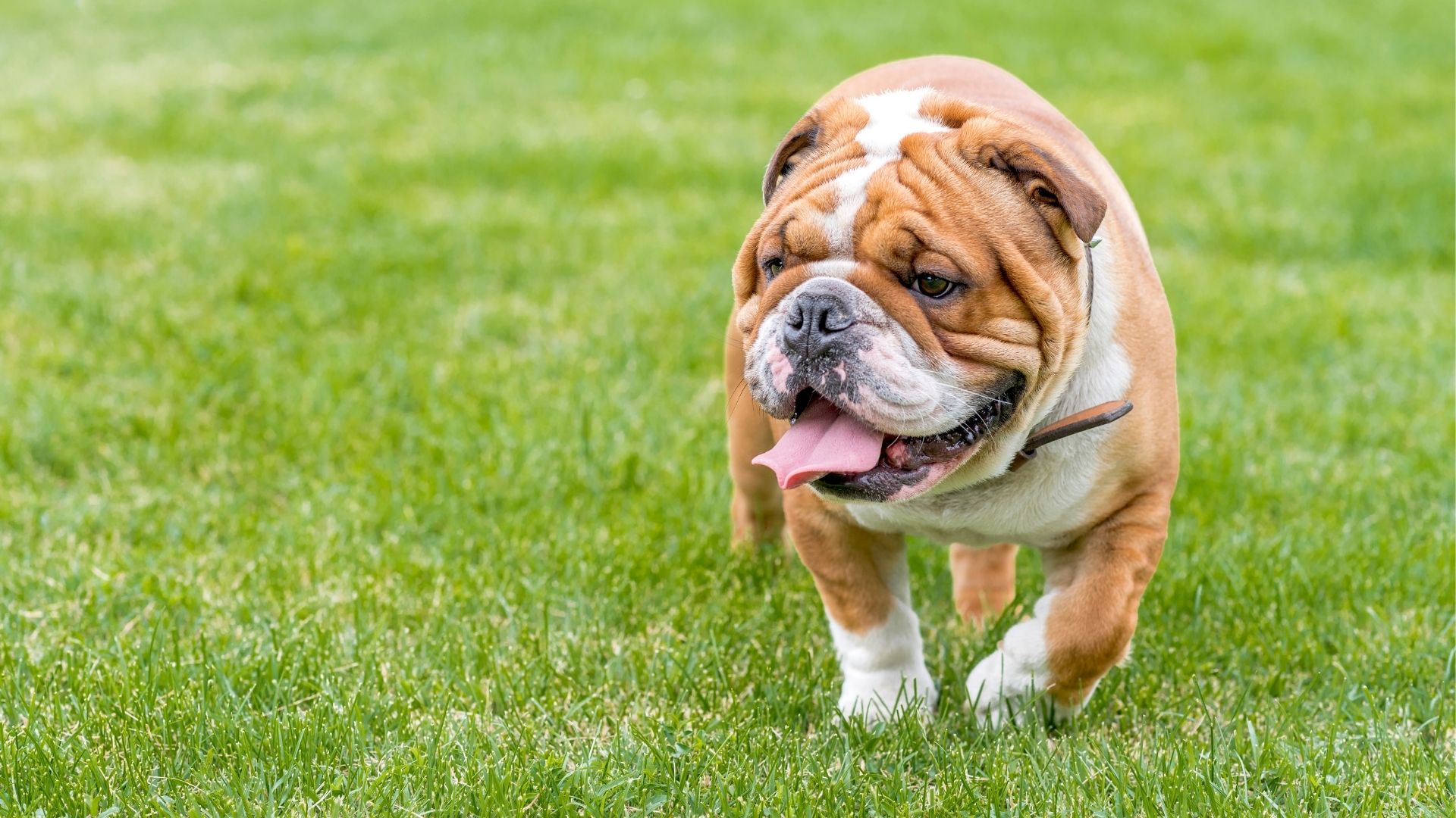 Bulldogge - Charakter, Eigenschaften und mehr – Pfotenwiki