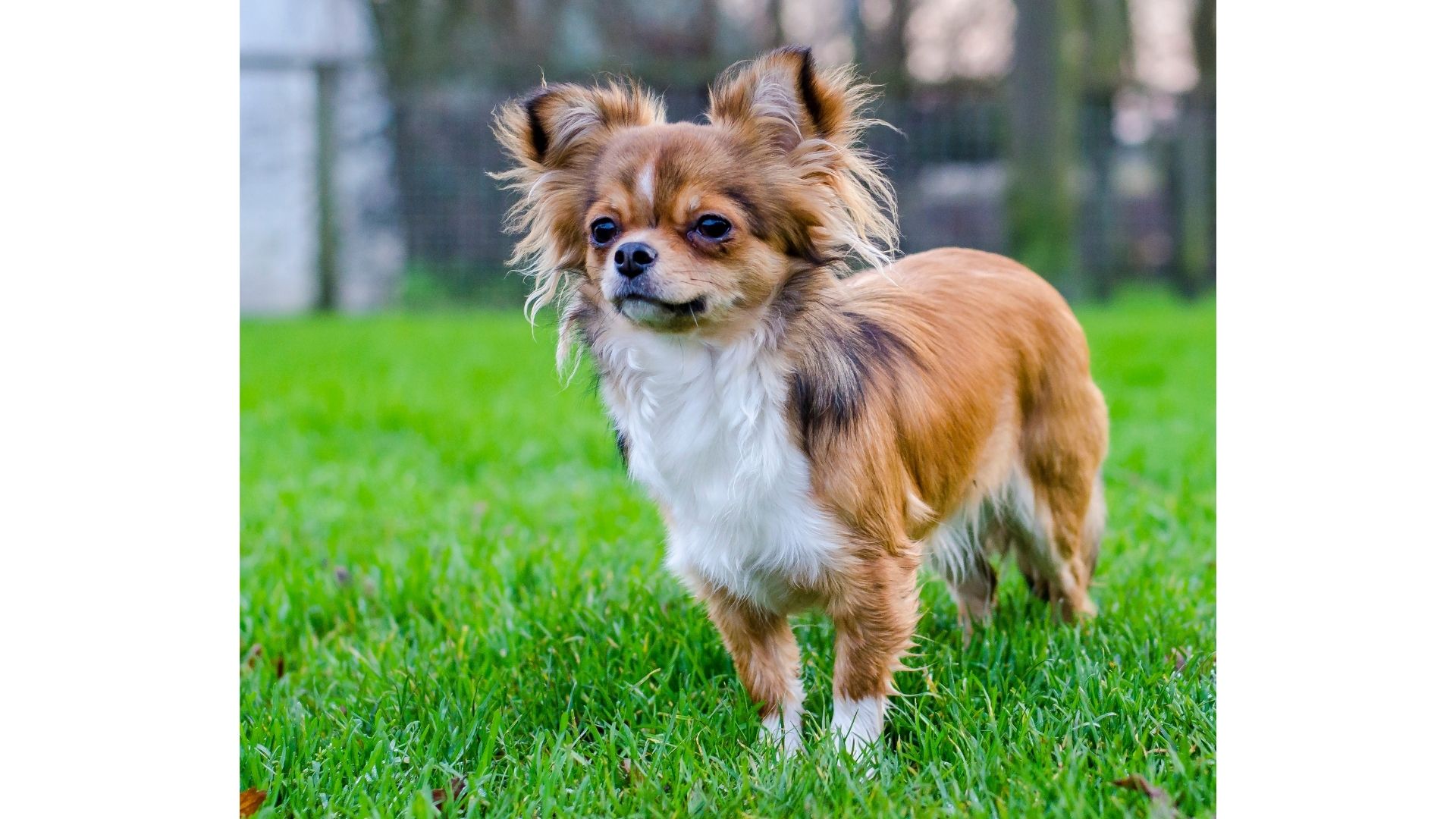 Gesündeste Hunderasse - Die TOP 9 der Hunde mit den besten Genen