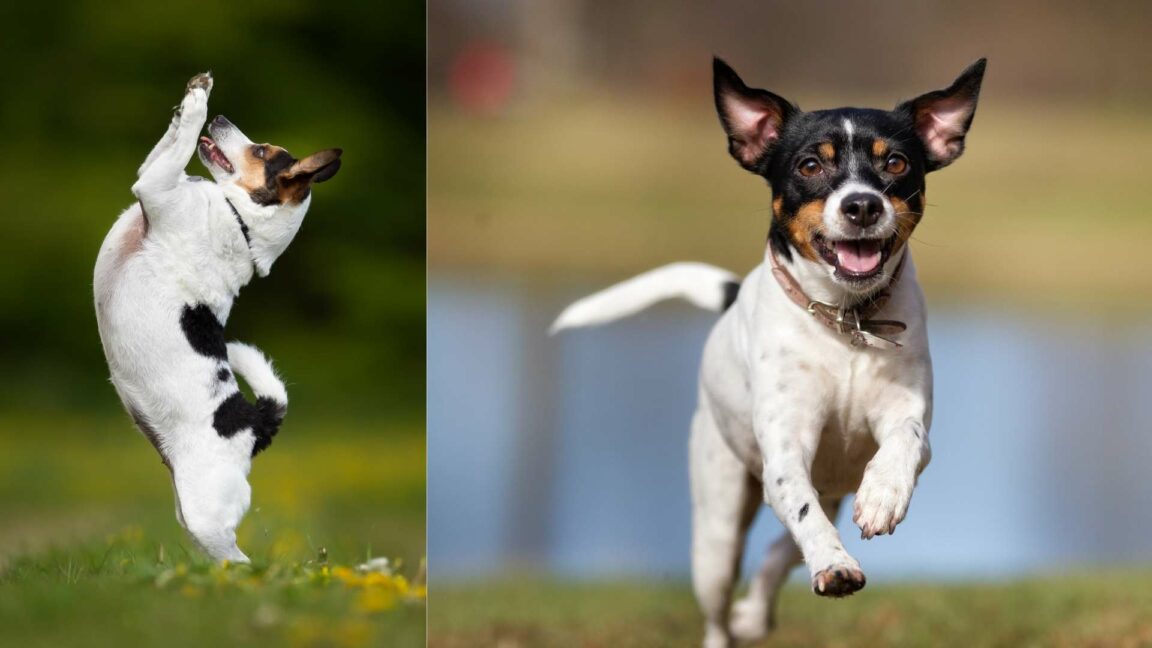 Dänischer Hofhund - 5 Fakten & beste Eigenschaften des kleinen Dänen!