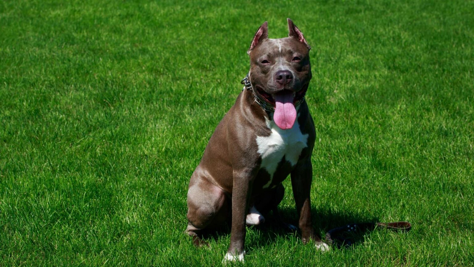 Pitbull Arten - das sind die beliebtesten Pitbull Terrier weltweit ...