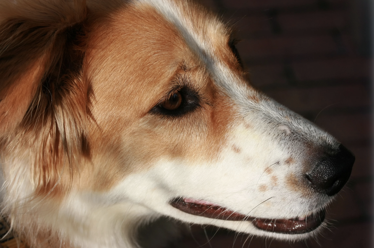 Golden Aussie - Alle Infos zum Golden Retriever Mix 2023