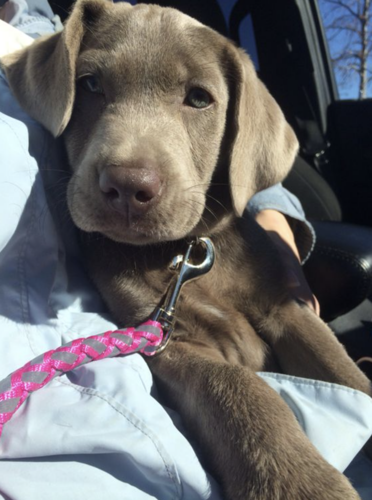 Labmaraner - Labrador Weimaraner Mix - Der Ratgeber [+ Bilder 2022]