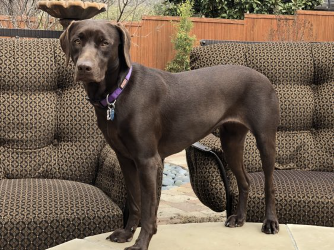Labmaraner - Labrador Weimaraner Mix - Der Ratgeber [+ Bilder 2022]
