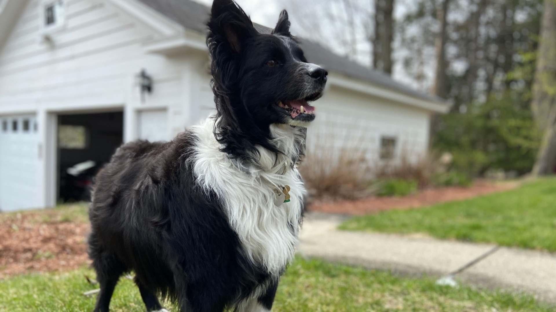 Australian Shepherd Border Collie Mix – 2 tolle Rassehunde