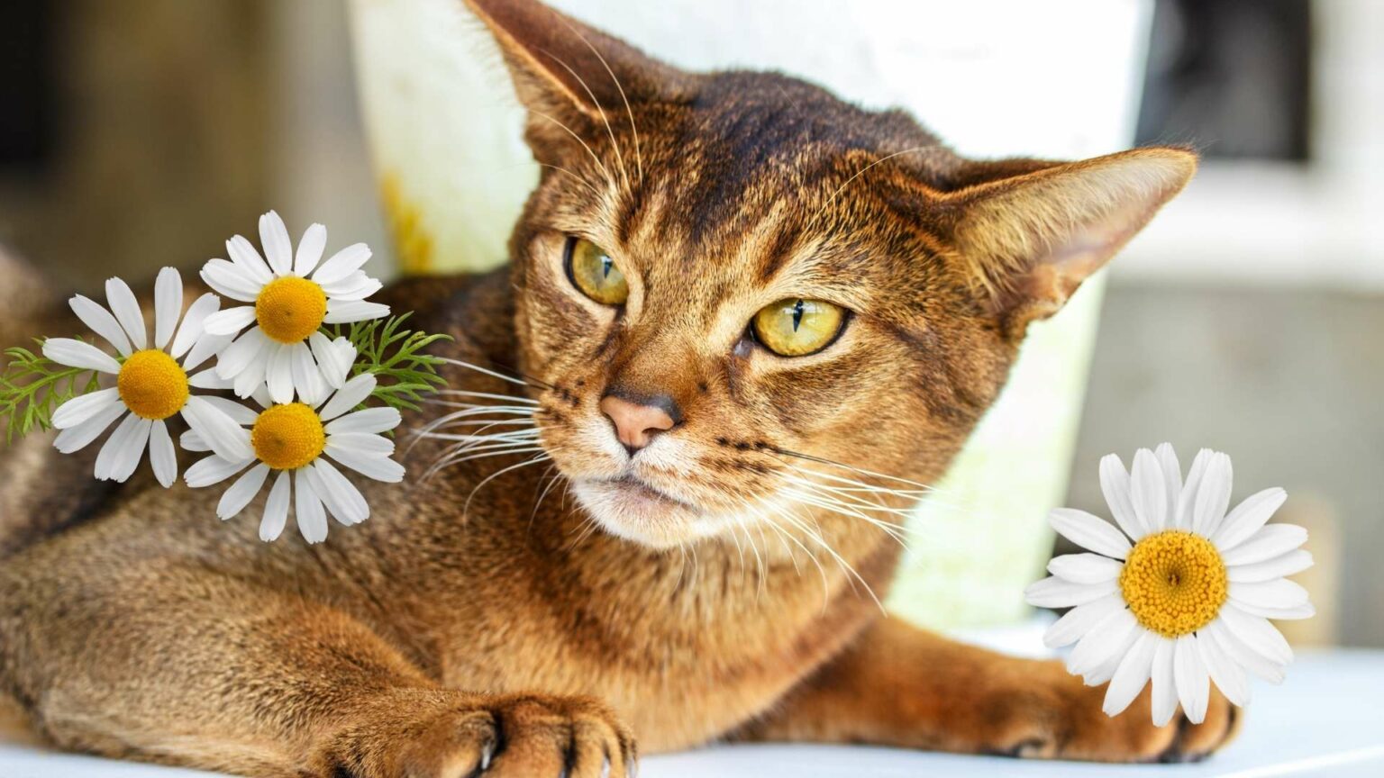 Rote Katzen - Rassen, Fakten & Besonderheiten - Das musst du wissen!