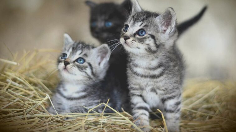 Katzen Bauchnabel - Haben Sie einen? Die verblüffende Antwort...