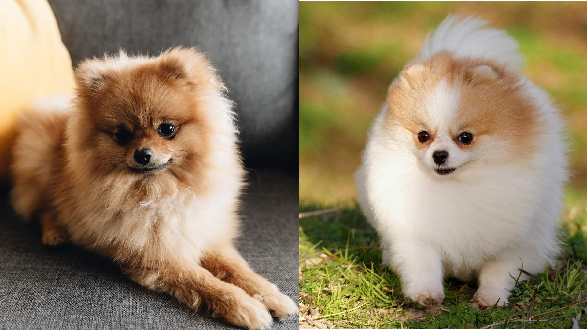 Flauschig kleine Hunderassen [mit Bildern] - Die ultimative TOP 9