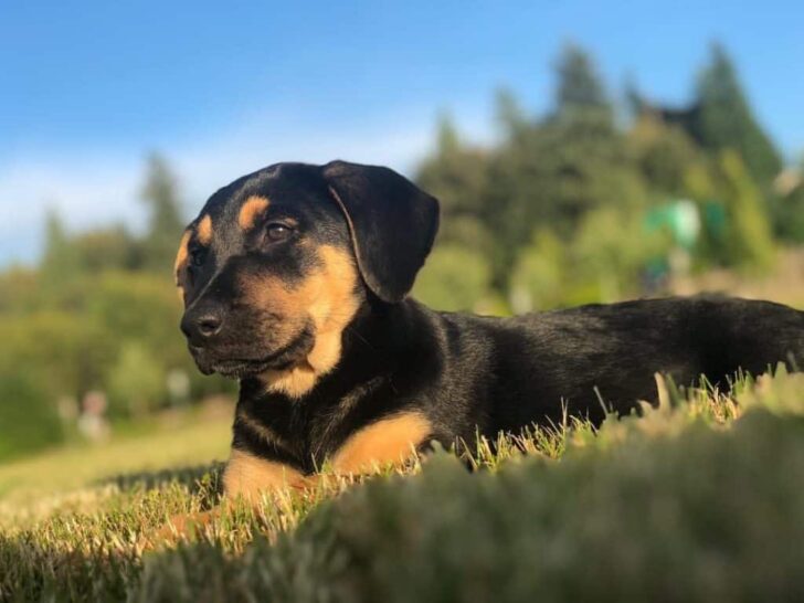Rottweiler Labrador Mix - Alle Informationen [+ Bilder] - der Ratgeber