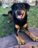 Rottweiler Labrador Mix - Alle Informationen [+ Bilder] - der Ratgeber