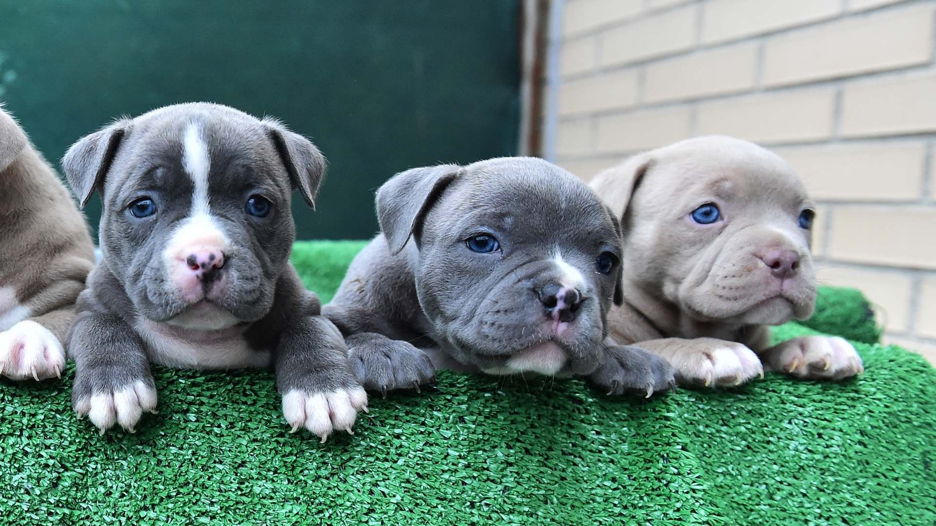 Wie Viel Kostet Ein Pitbull