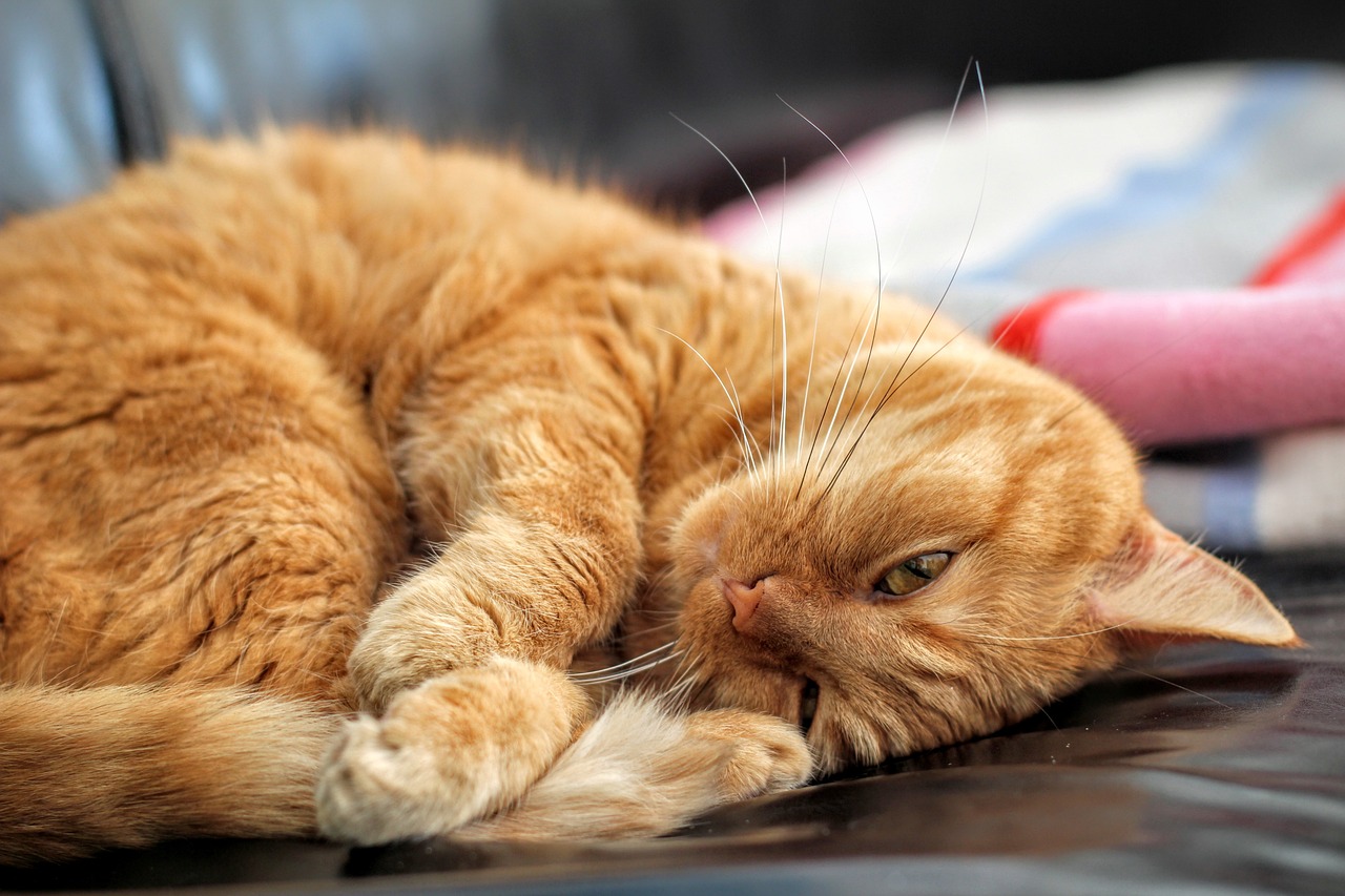 Rote Katzen - Rassen, Fakten & Besonderheiten - Das musst du wissen!