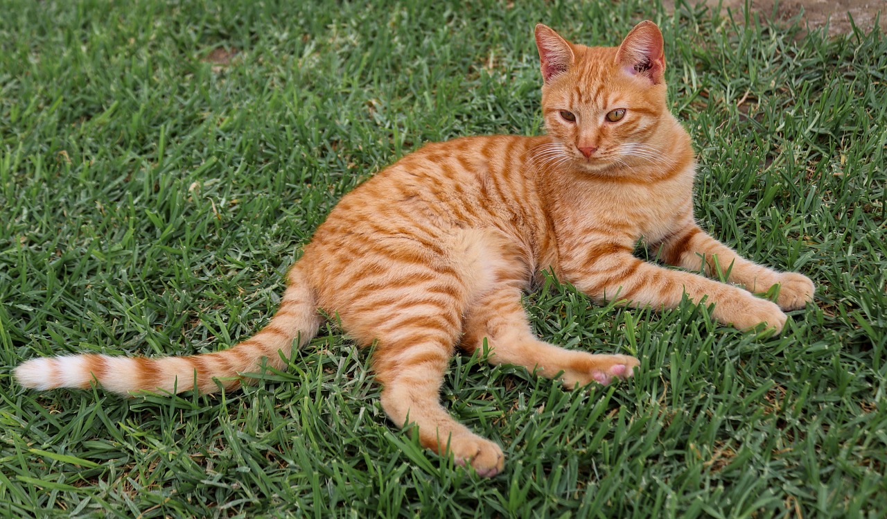 Rote Katzen - Rassen, Fakten & Besonderheiten - Das musst du wissen!