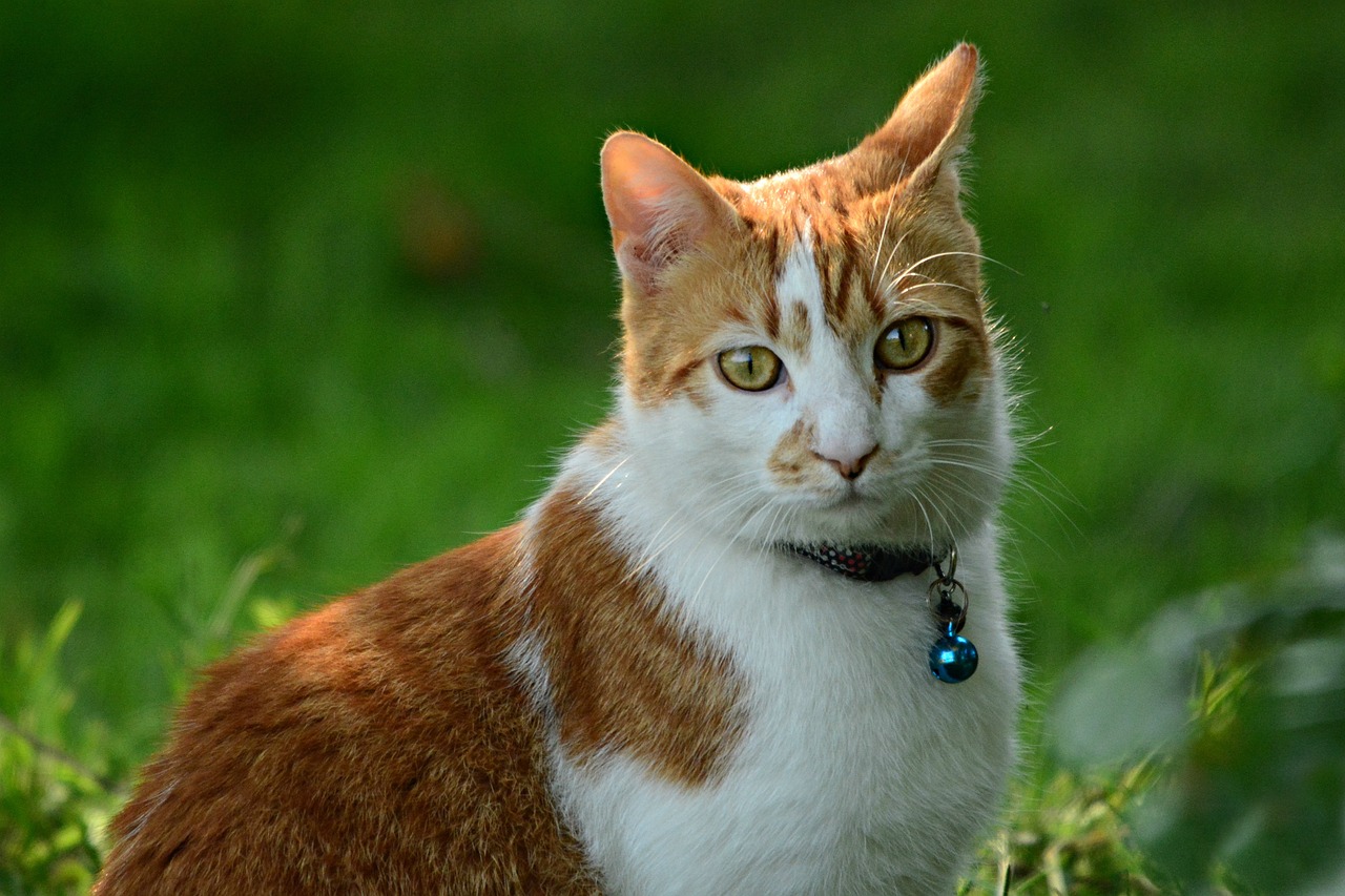 Rote Katzen - Rassen, Fakten & Besonderheiten - Das musst du wissen!