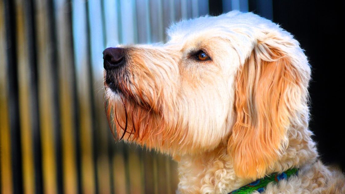 Ratten Ernährung – 10 wichtige Fakten zur gesunden Fütterung